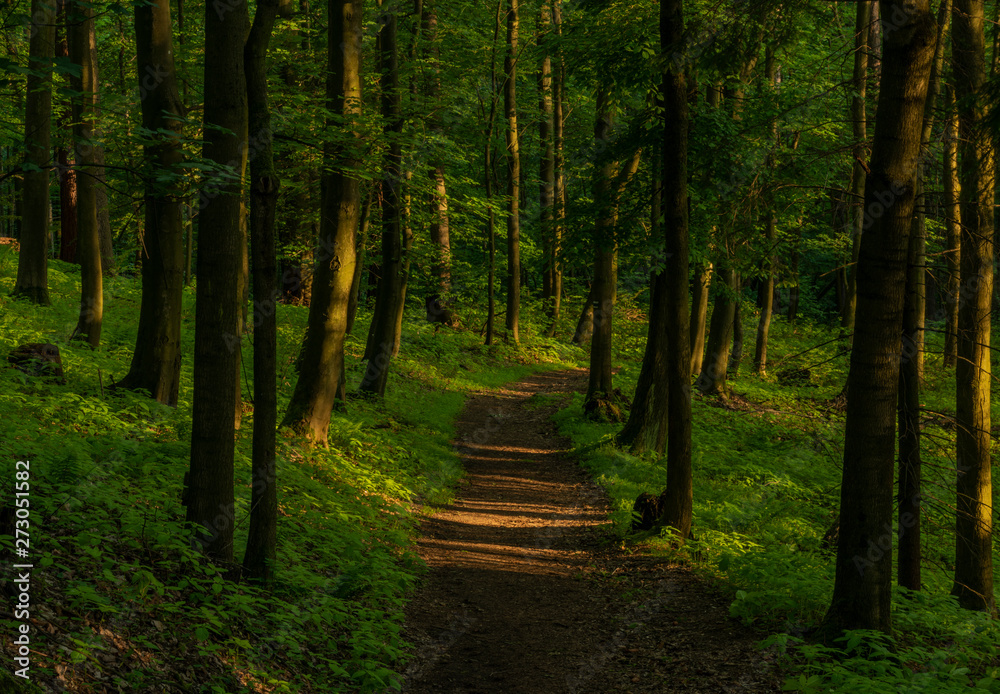 Sunny Path