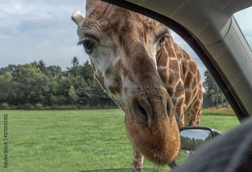 Northern giraffe, Giraffa camelopardalis, three-horned giraffe looking ...