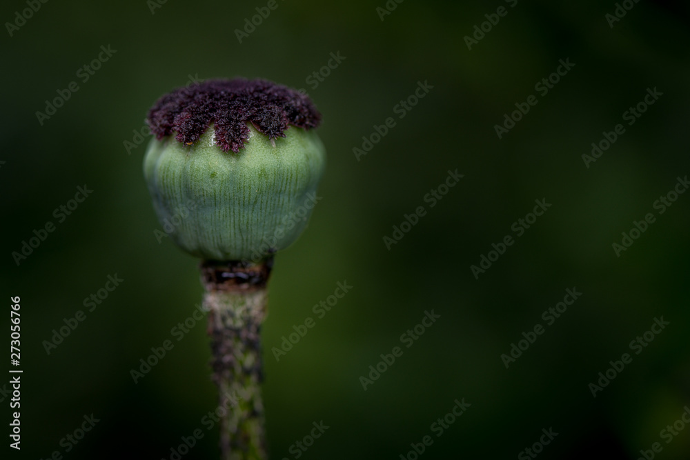 Kapsel einer Mohnblume. Mohn, Mohnkapsel, Samenkapsel Stock Photo ...
