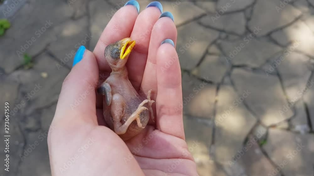 Vidéo Stock Little sparrow chick in the female palm. Baby bird without ...