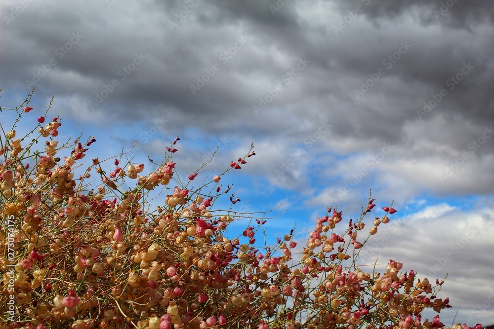 Fotografia do Stock: SCUTELLARIA MEXICANA, also known as Bladder Sage ...