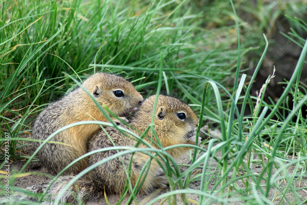 Newborn Gopher
