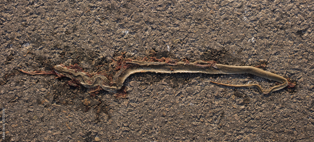 Dead snake. Road wars - death of a Reptile from the car. The killing of ...