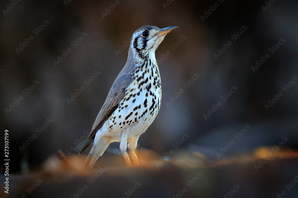 Groundscraper thrush, Psophocichla litsitsirupa, black and white bird ...