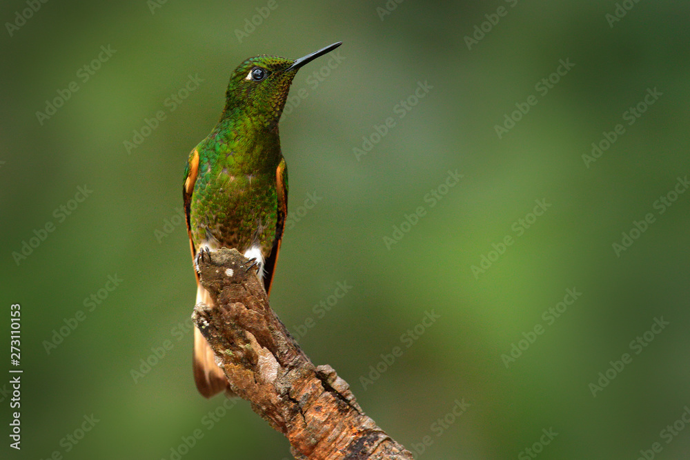 Buff-tailed coronet, Boissonneaua flavescens, beautiful bird in the ...