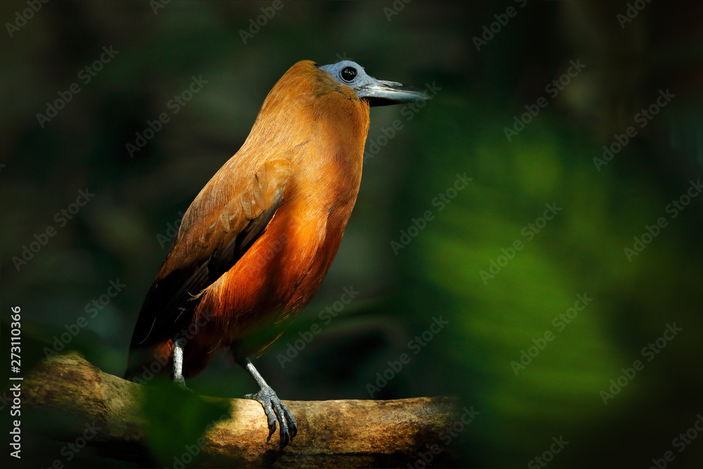 Capuchinbird, Perissocephalus tricolor, large passerine bird of the ...