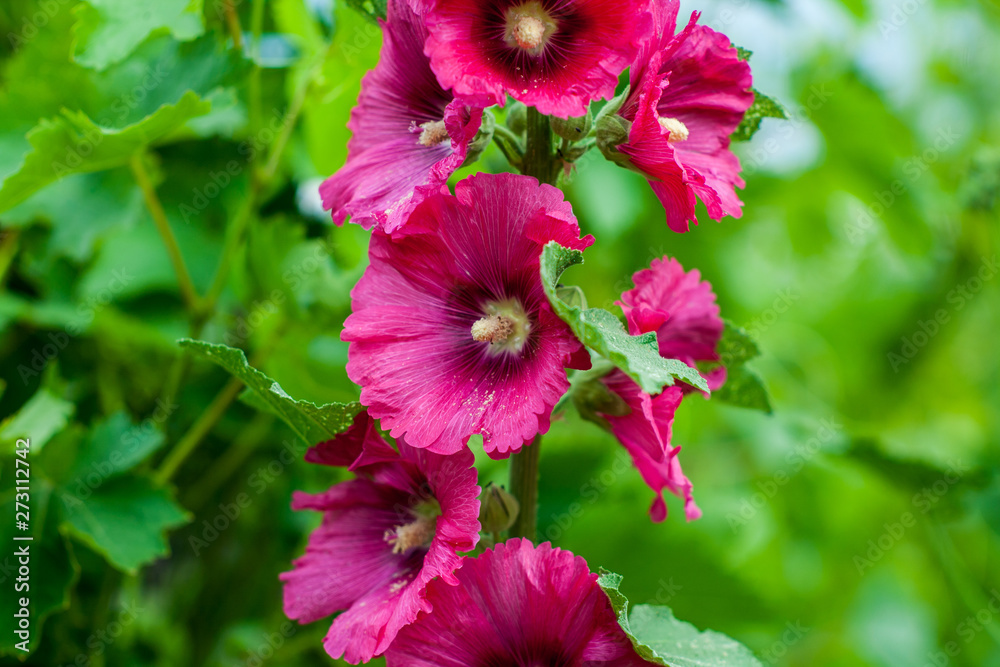Beautiful large Althea flowering shrub in the sun. These beautiful ...