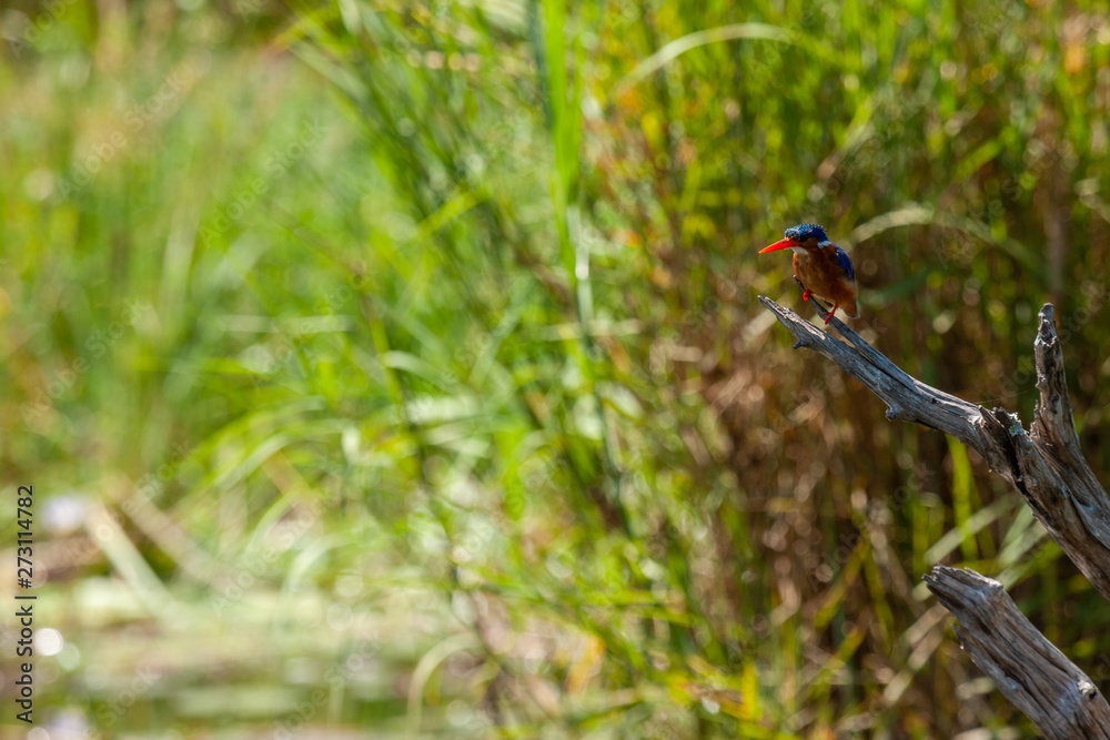 kingfish bird of the kruger national park reserves and parks of south ...