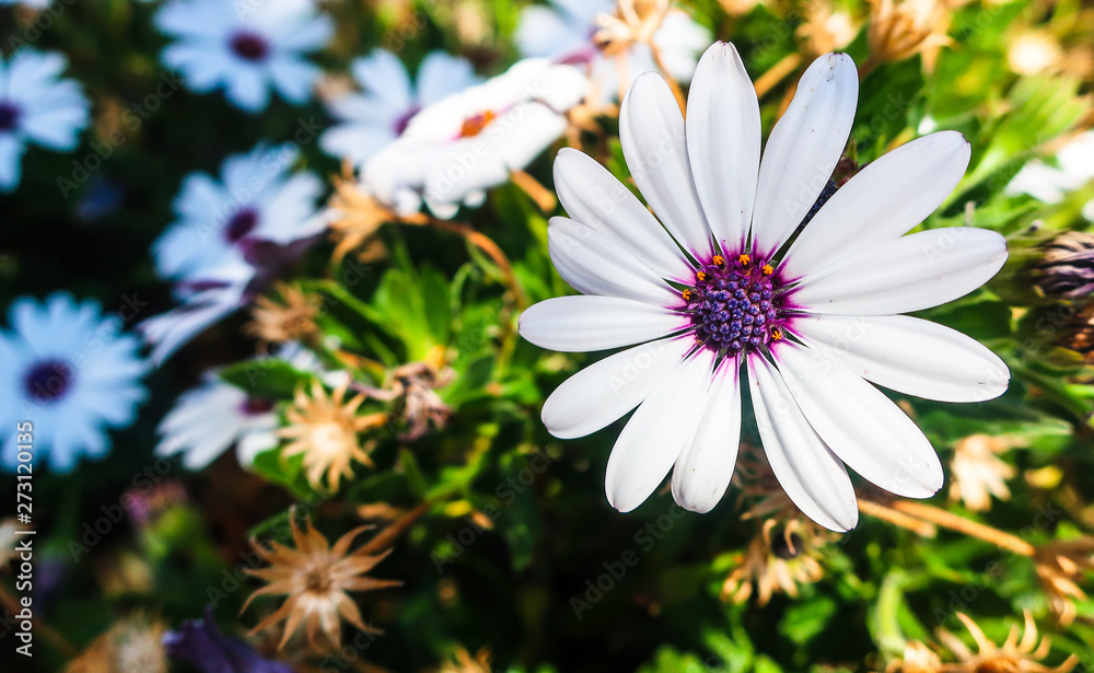 Osteospermum fruticosum, also called African daisy, daisy bush or ...