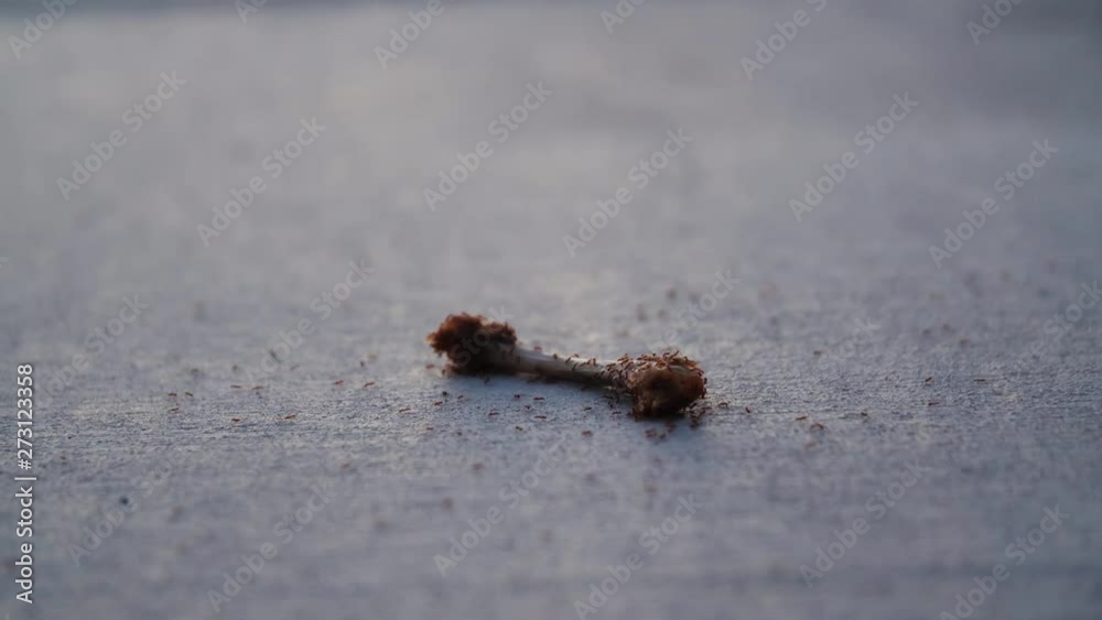 Another angle of a colony of red ants devouring the remains of a mostly ...