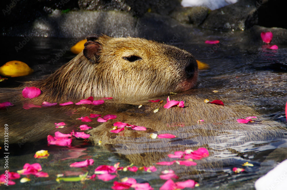 capybara in water Stock Photo | Adobe Stock