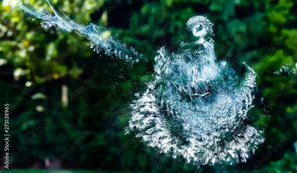 Ghostly contact marks of a wood pigeon strike on outside of a window ...