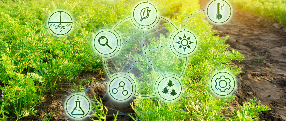 Growing organic vegetables with new technologies. Development of ...