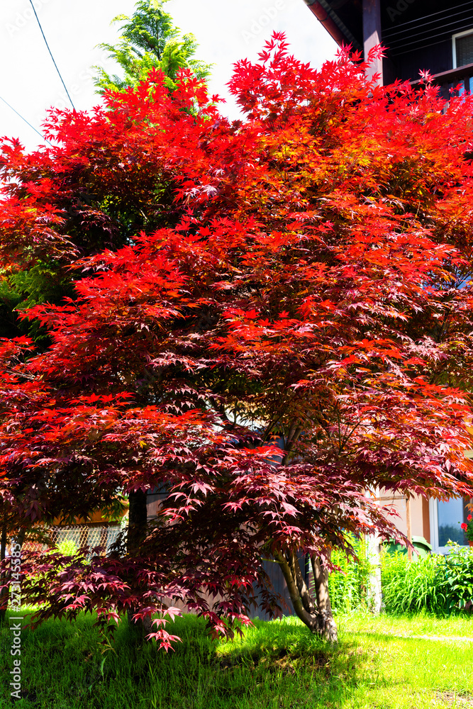 Japanese fire bush Acer palmatum maple tree. Orangeola Stock Photo ...