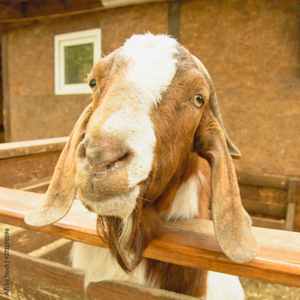 Goat, zoo, agriculture, milk, two goats, domestic animals, farming ...