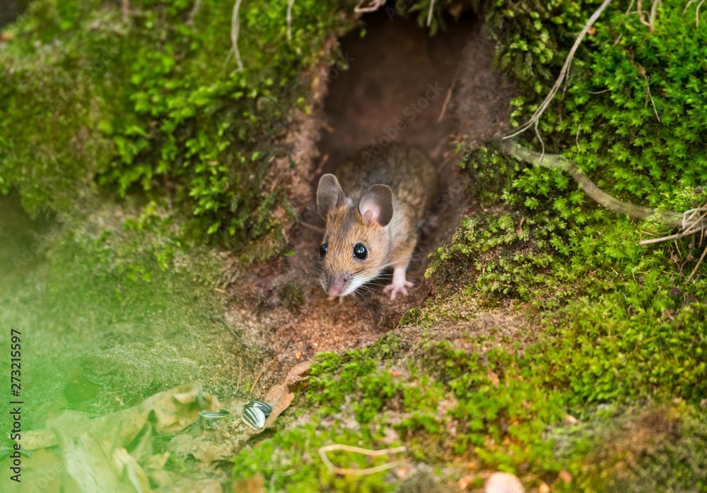 Waldmaus oder Gelbhalsmaus (Apodemus sylvaticus o. flavicollis) mit ...