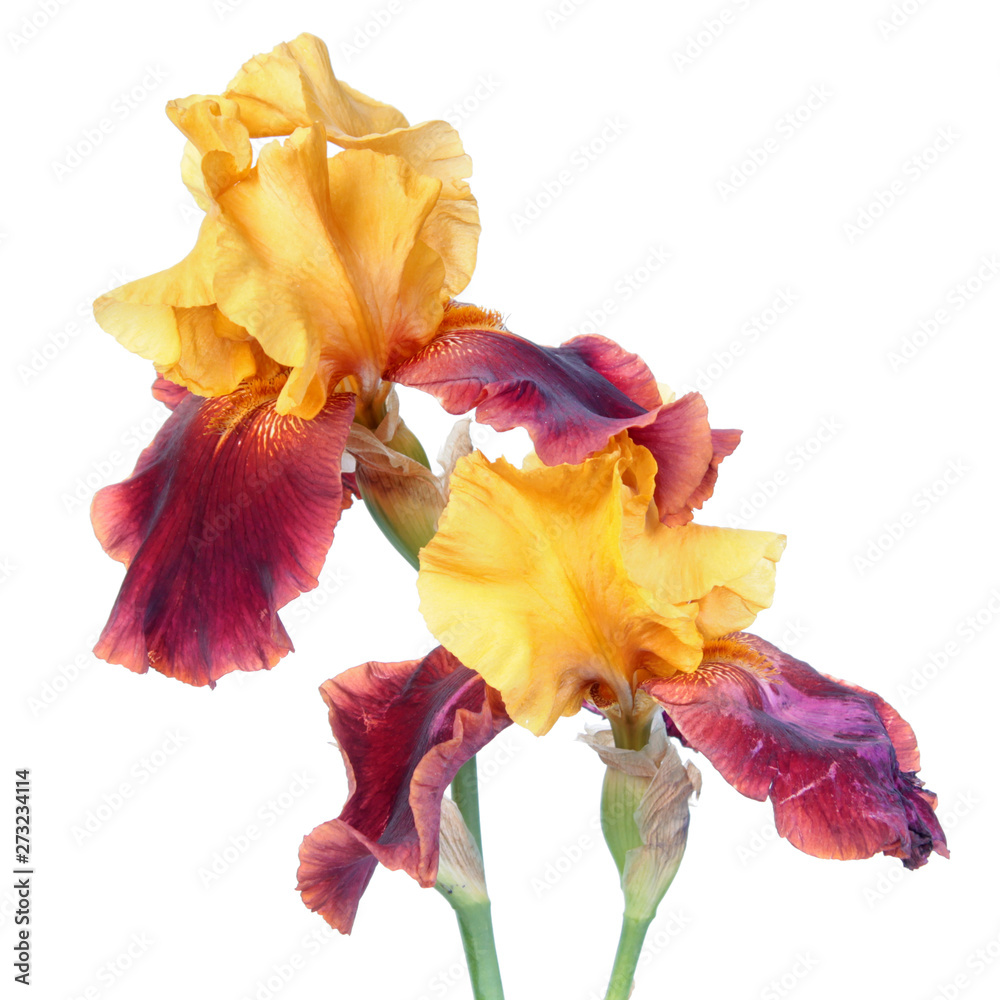 Variegata (yellow and burgundy) iris flowers close-up isolated on white ...
