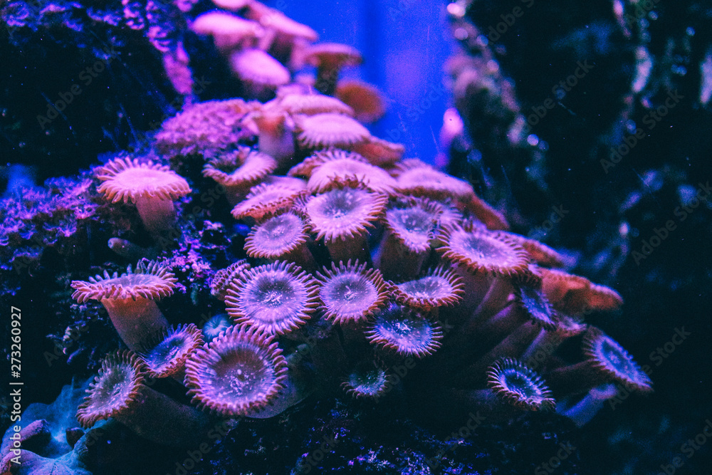 Pink Coral reef. An underwater landscape with colorful reef in the ...