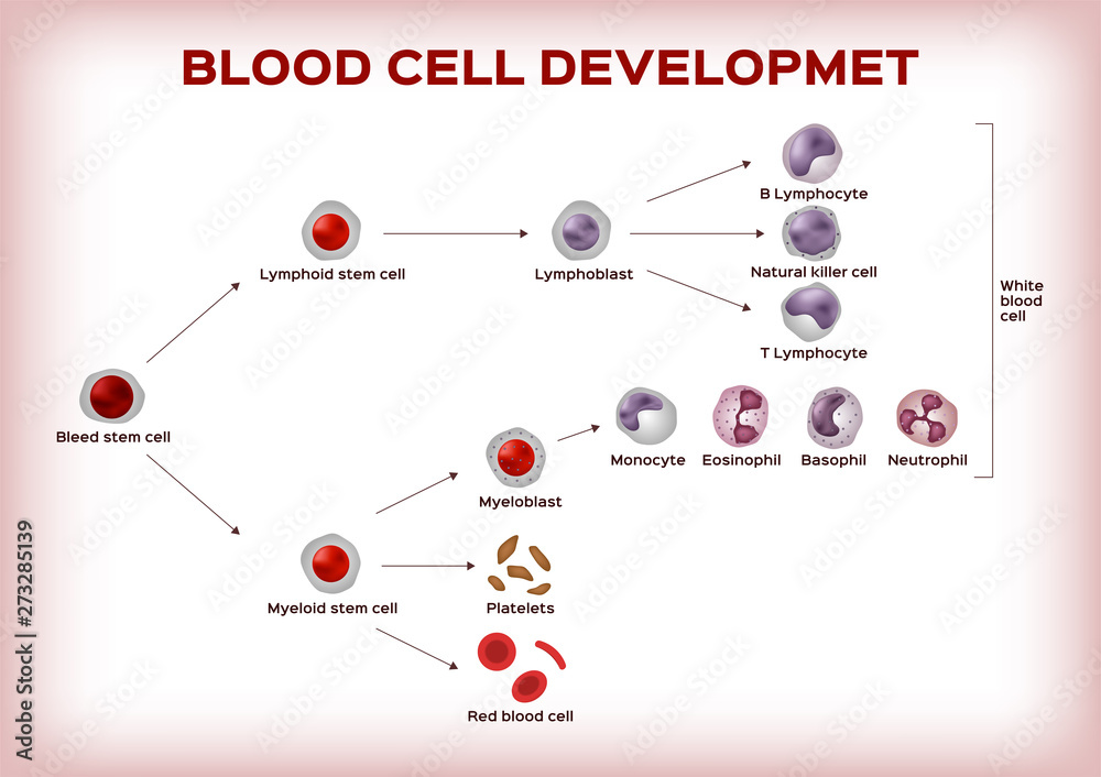 blood cell development / stem cell are transform to platelet white and ...