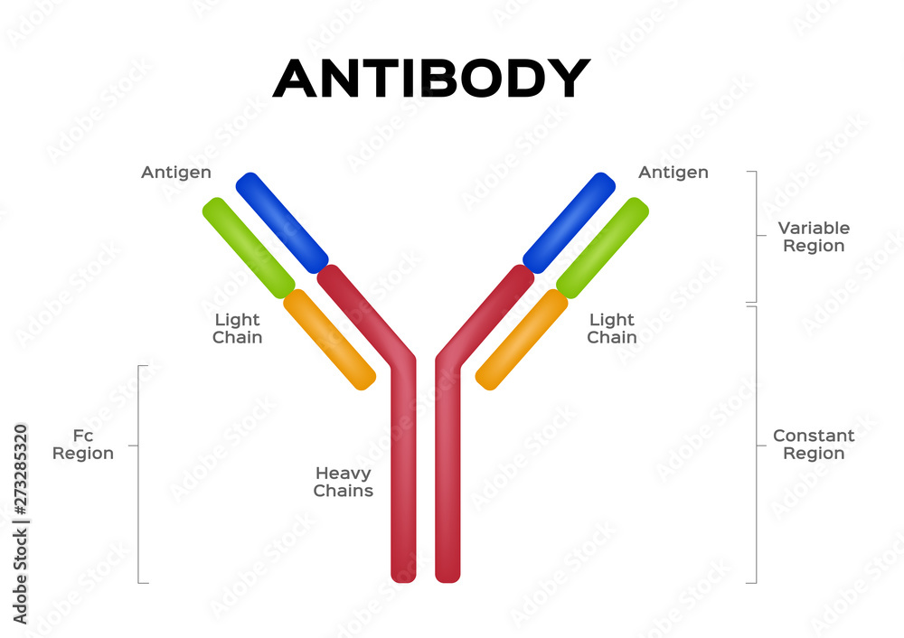 Antigen Antibody Diagram