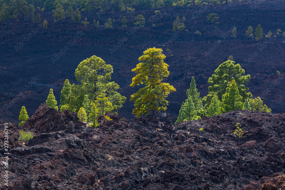 Pinus canariensis, the Canary Island pine, Corona forestal Natural Park ...