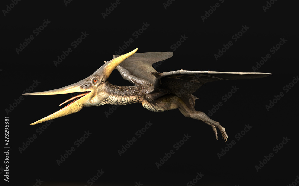 Pteranodon Longiceps Dinosaur flying black background side view 3d ...