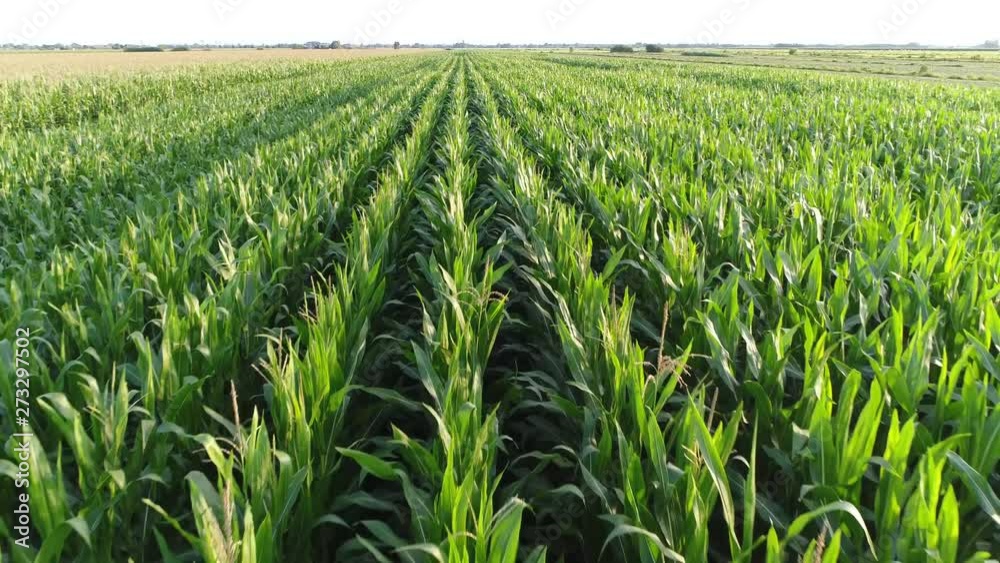 Low altitude aerial footage of maize also known as corn is a cereal ...