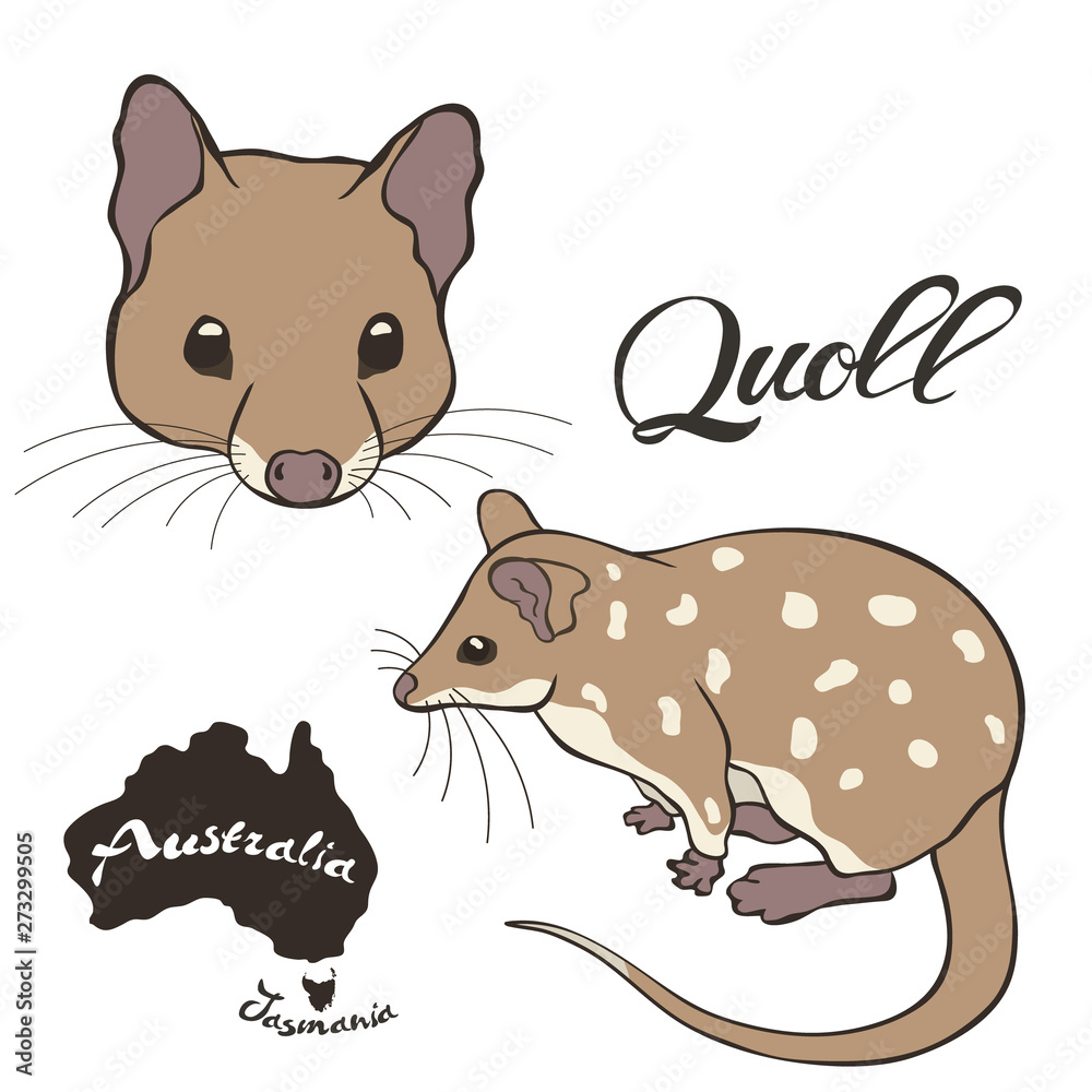 Quoll vector image isolated on white background. Quoll in full growth ...
