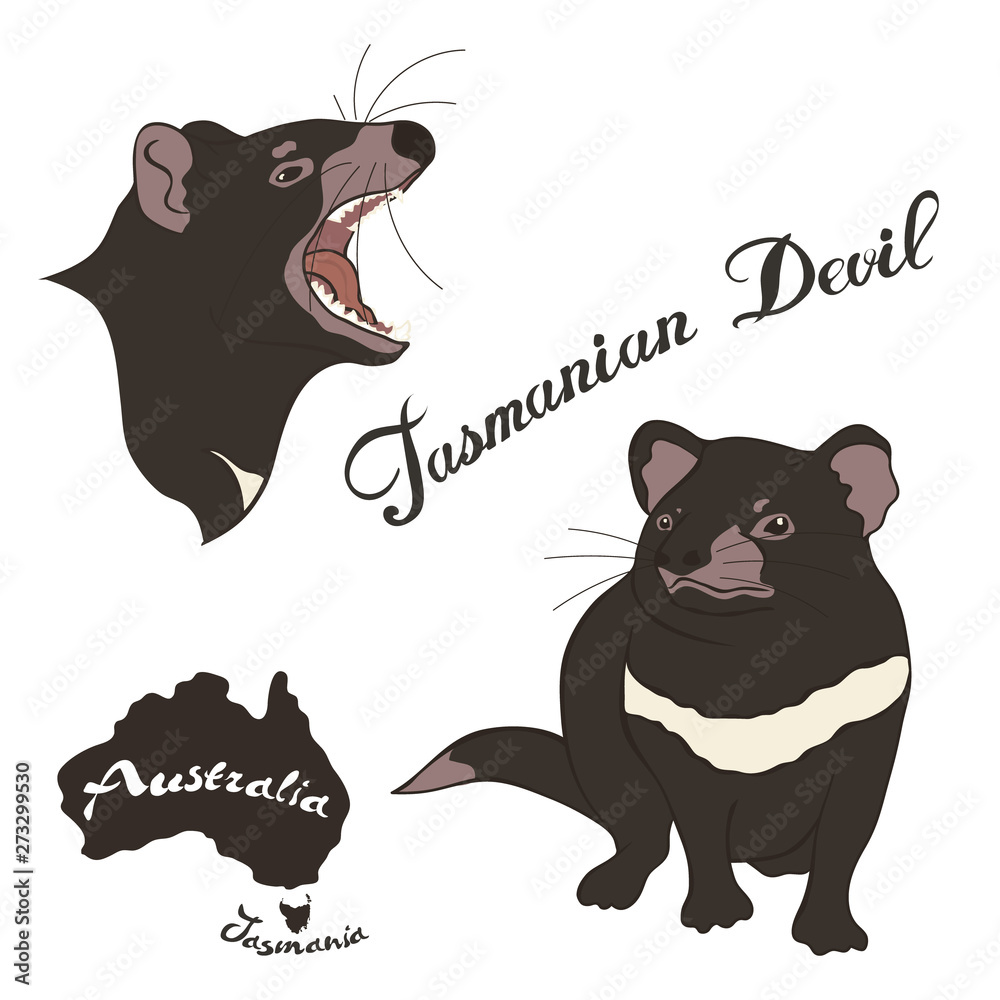 Tasmanian devil vector image isolated on white background. Tasmanian ...