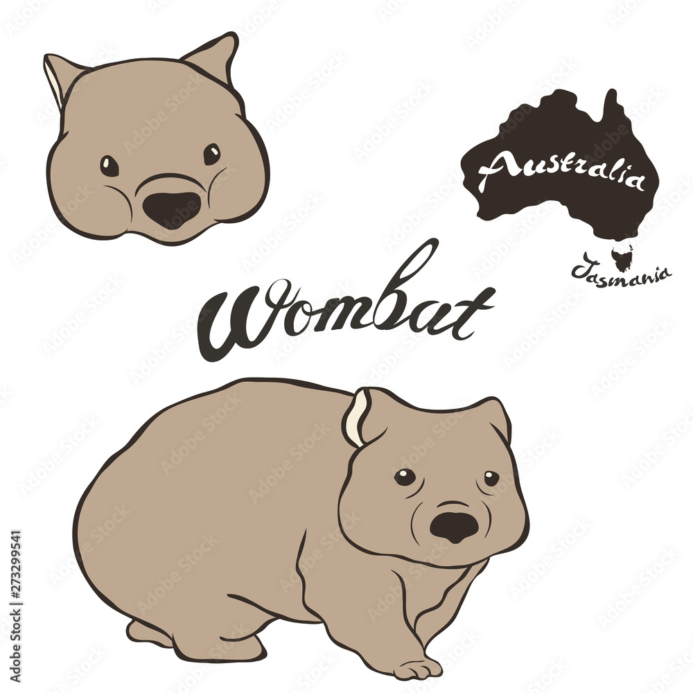 Wombat vector image isolated on white background. Wombat in full growth ...