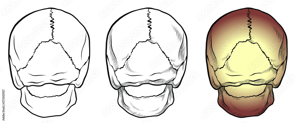 Line drawing and colorful skull back view set Stock Vector | Adobe Stock