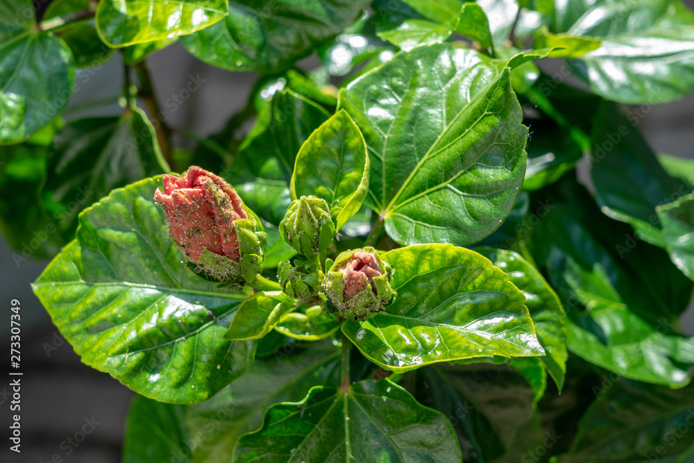 plant pests aphids on buds of plant Hibiscus (Hibiscus rosa sinensis ...