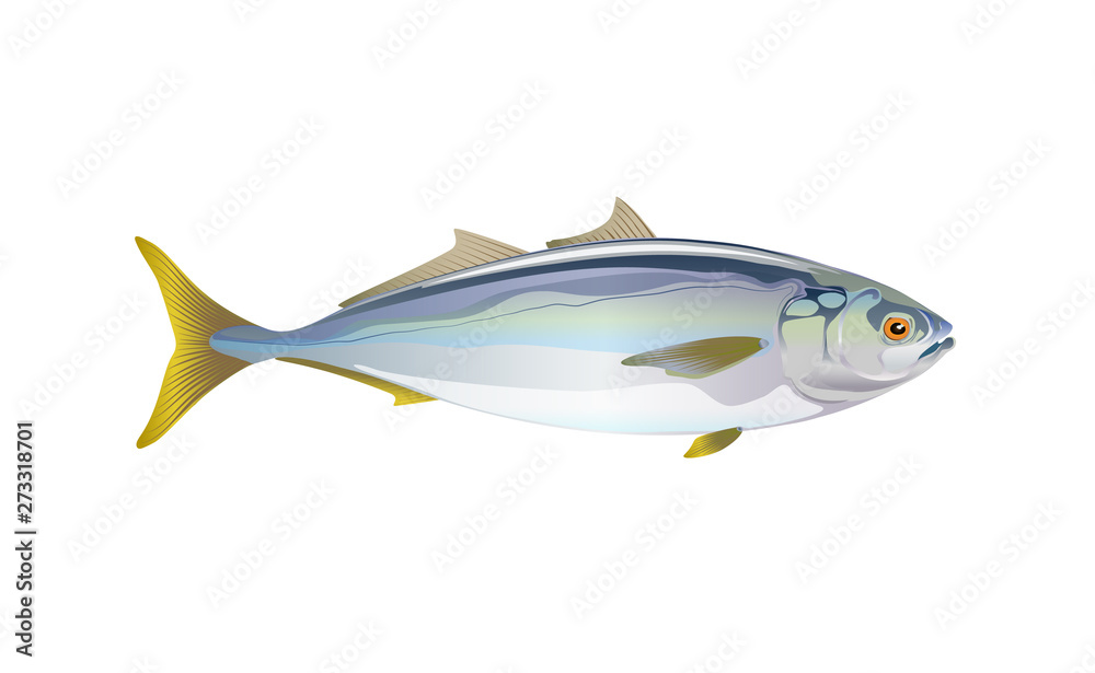 Japanese yellowtail fish, isolated flat on light background. Pacific ...