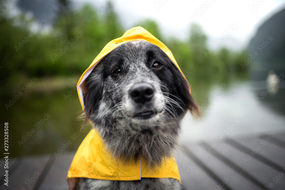 Dog with rain coat at the lake. Dog in the rain. Stock Photo | Adobe Stock