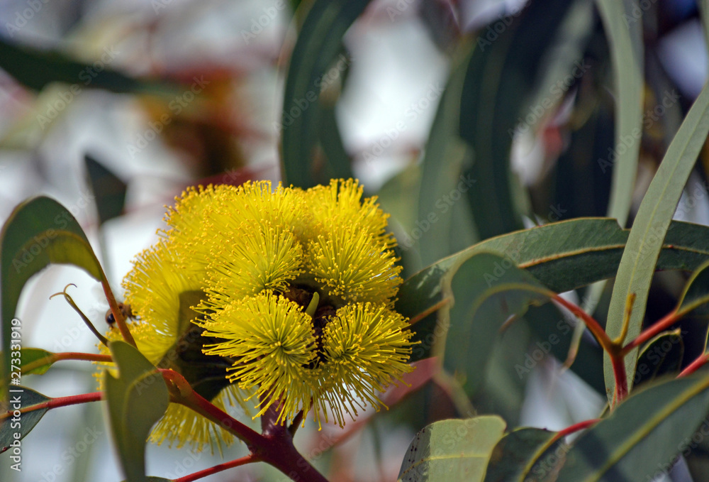 Eucalyptus Flower Yellow