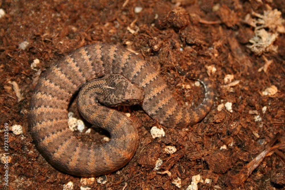 Australian deathadder on soil Stock Photo | Adobe Stock