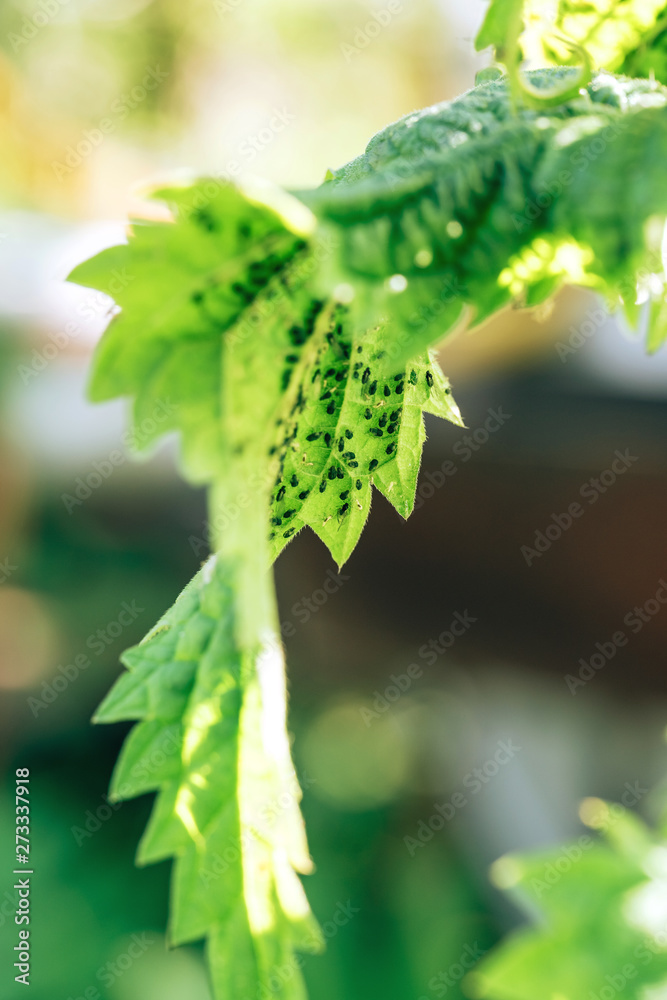 Small aphids in the garden. Dangerous pests of flowering plants. Leaf ...