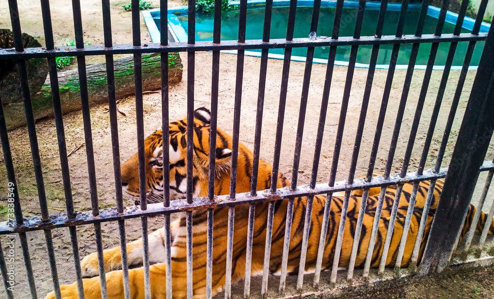 Tigre em zoologico no rio de janeiro foto de Stock | Adobe Stock