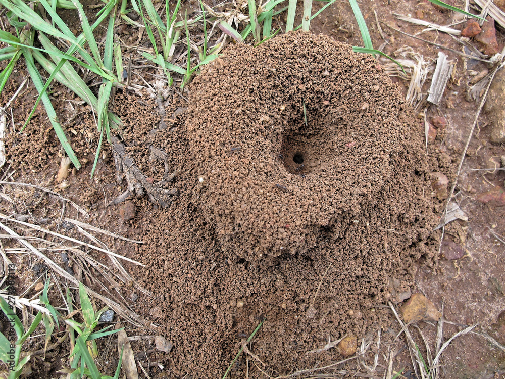 Nid de fourmis manioc en Guyane française Stock Photo | Adobe Stock