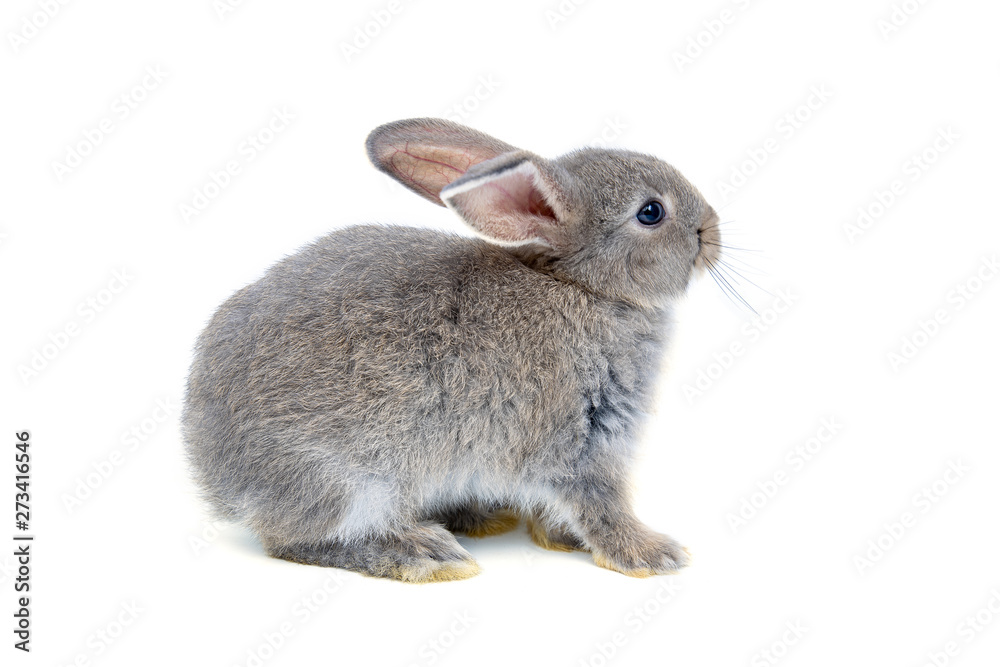 Gray Baby Bunny