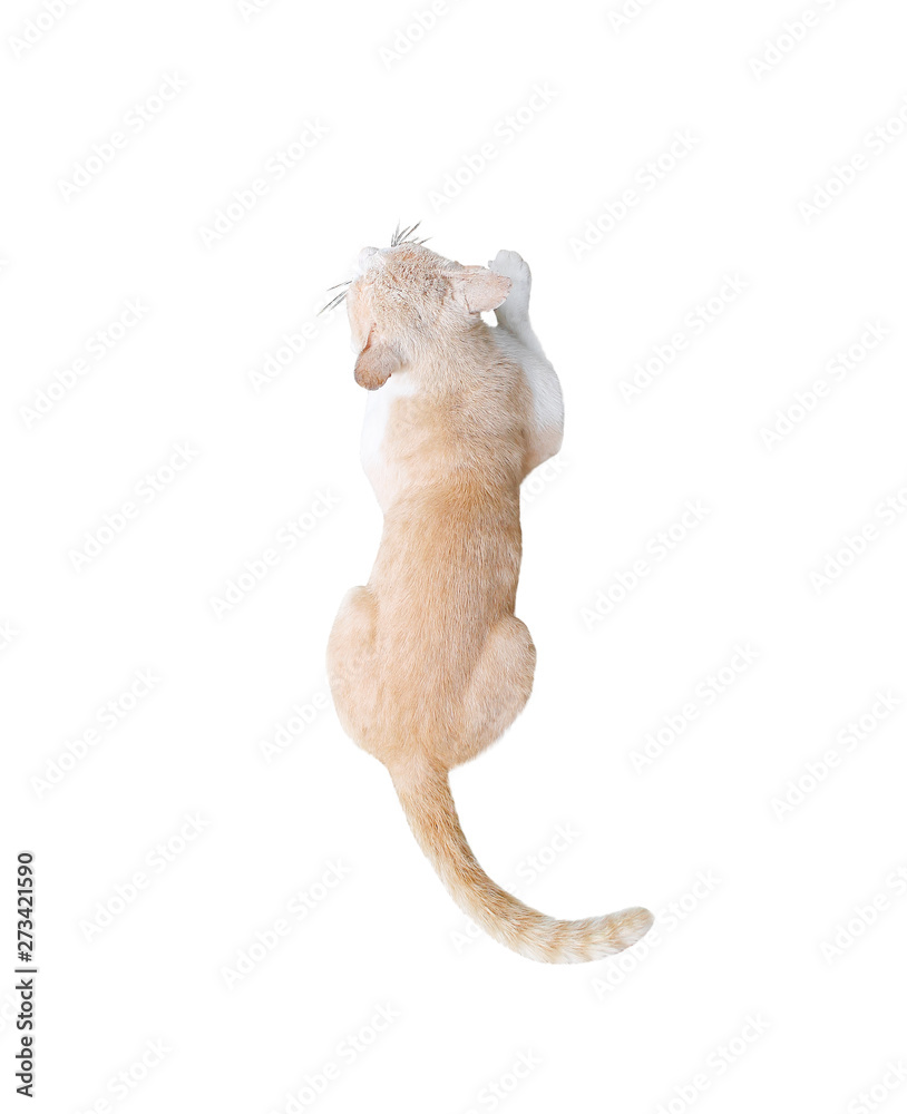 Single head , body back and long tail of brown asian cat top view ...