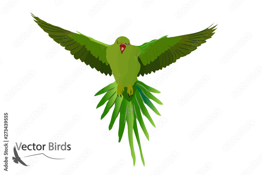 Flying parrot. Vector image. White background. Stock Vector | Adobe Stock