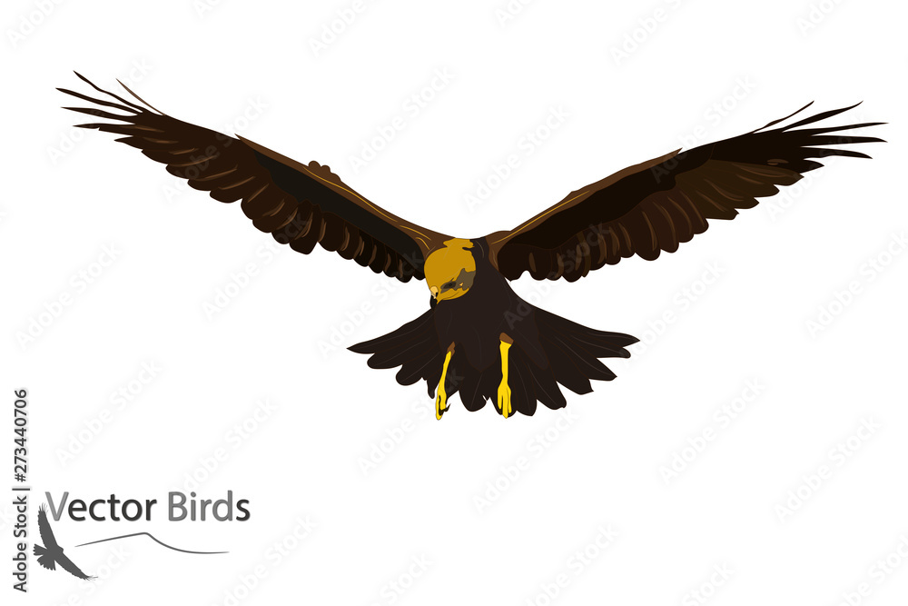 Flying Bird Landing Images
