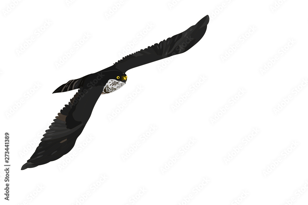 Flying hawk. Vector image. White background. Stock Vector | Adobe Stock