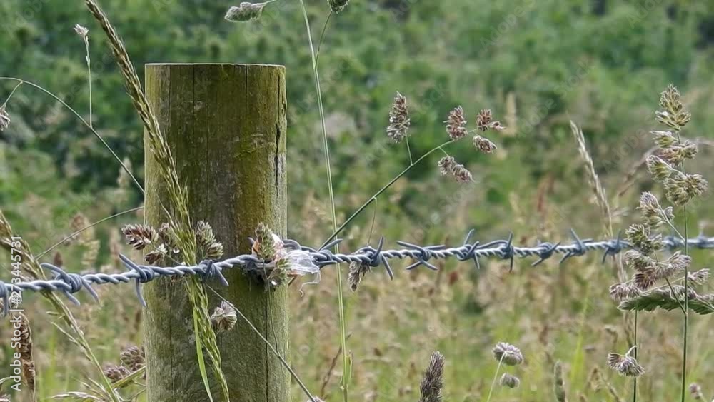 Barbed wire boundary fence on timber weathered posts among wildlife ...