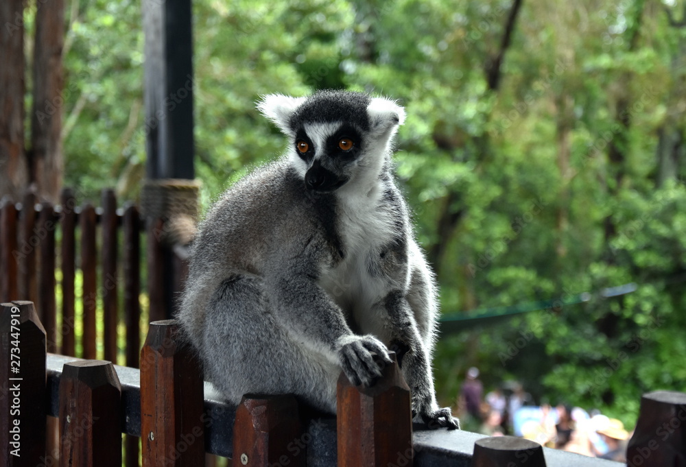 Ring-tailed lemur, or cat lemur, or Katta (Lemur catta) the most famous ...