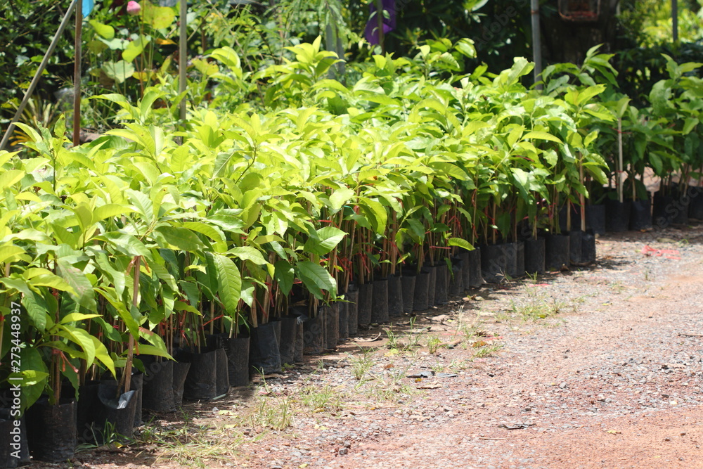 Fotografia do Stock: Row of Michelia alba DC tree (white champaka tree ...