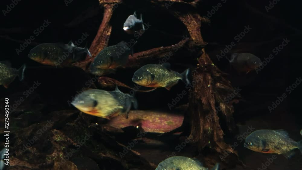 Piranha fish swim underwater in tropical rainforest river. A flock of ...