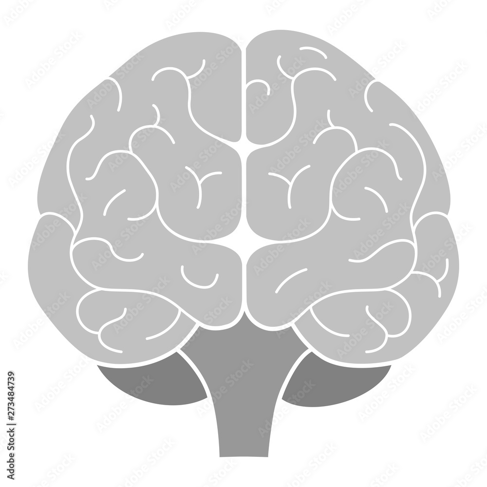 Human brain front view. Flat design Stock Illustration | Adobe Stock