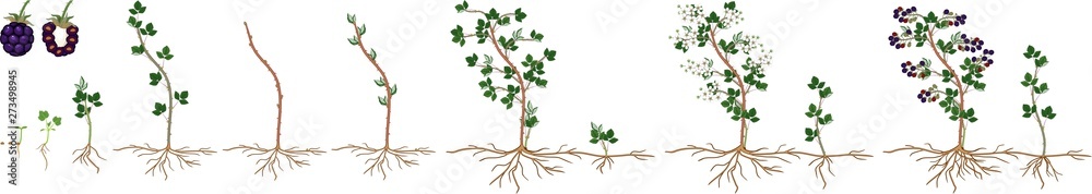 Two year life cycle of blackberry plant isolated on white background ...